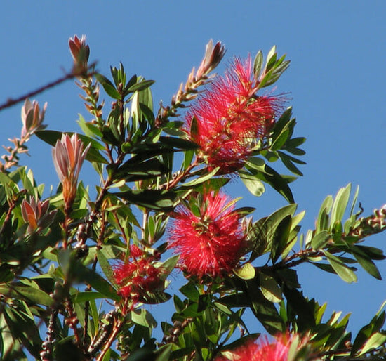 Endeavour Bottlebrush – Vibrant Red Flowers & Hardy Shrub | Nursery ...