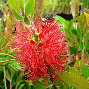 Callistemon (Bottlebrush) – Vibrant & Hardy Australian Native | Nursery ...