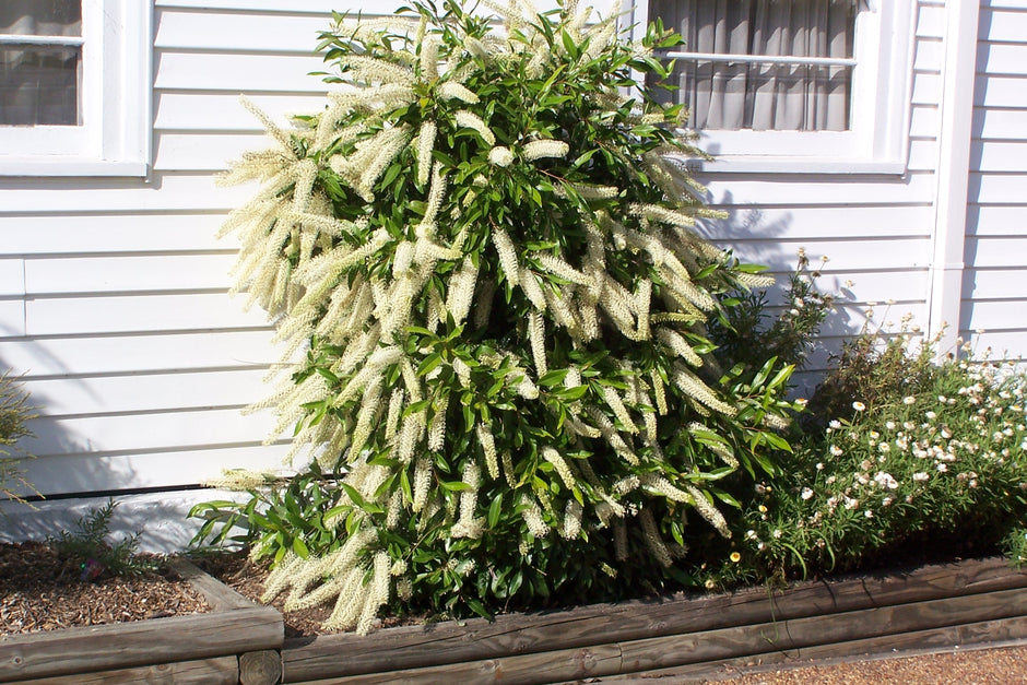 Callistemon (Bottlebrush) – Vibrant & Hardy Australian Native | Nursery ...