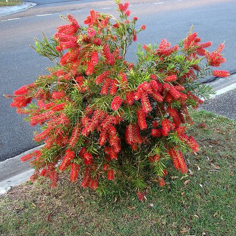 Captain Cook Bottlebrush – Compact Native Shrub | Nursery Warehouse ...