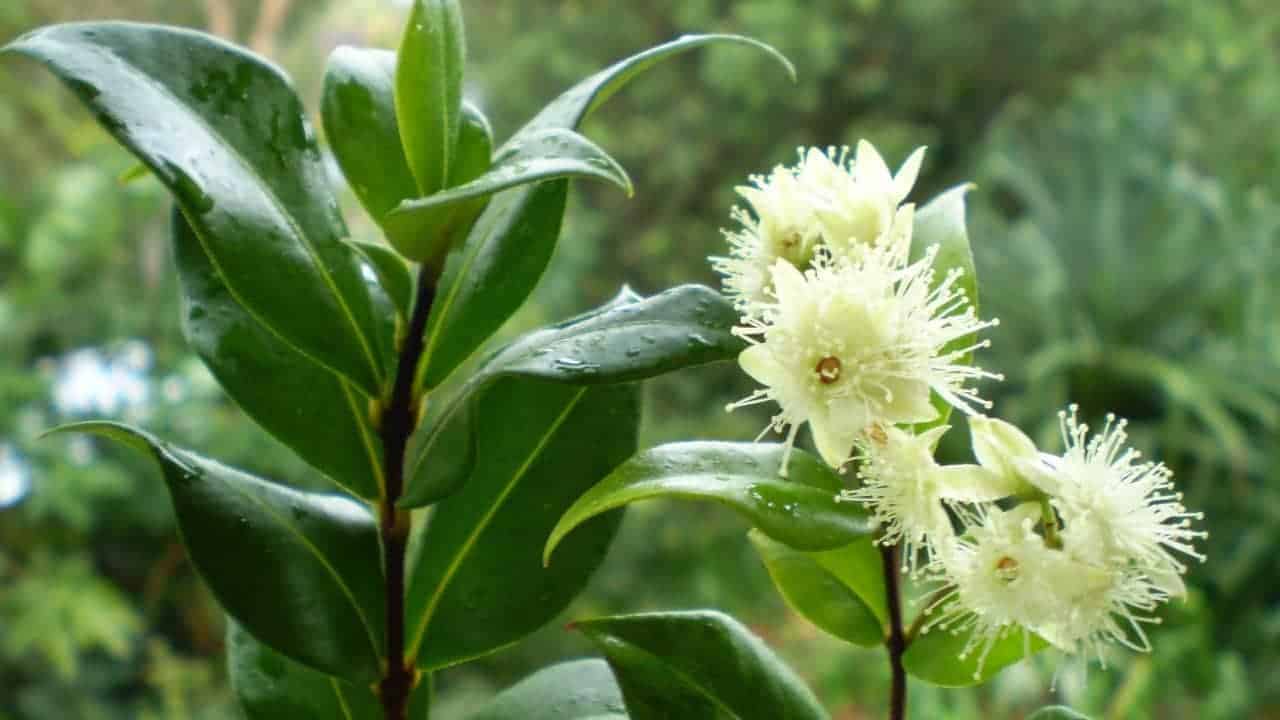 Backhousia Myrtifolia (Grey Myrtle, Cinnamon Myrtle) – Aromatic Native ...