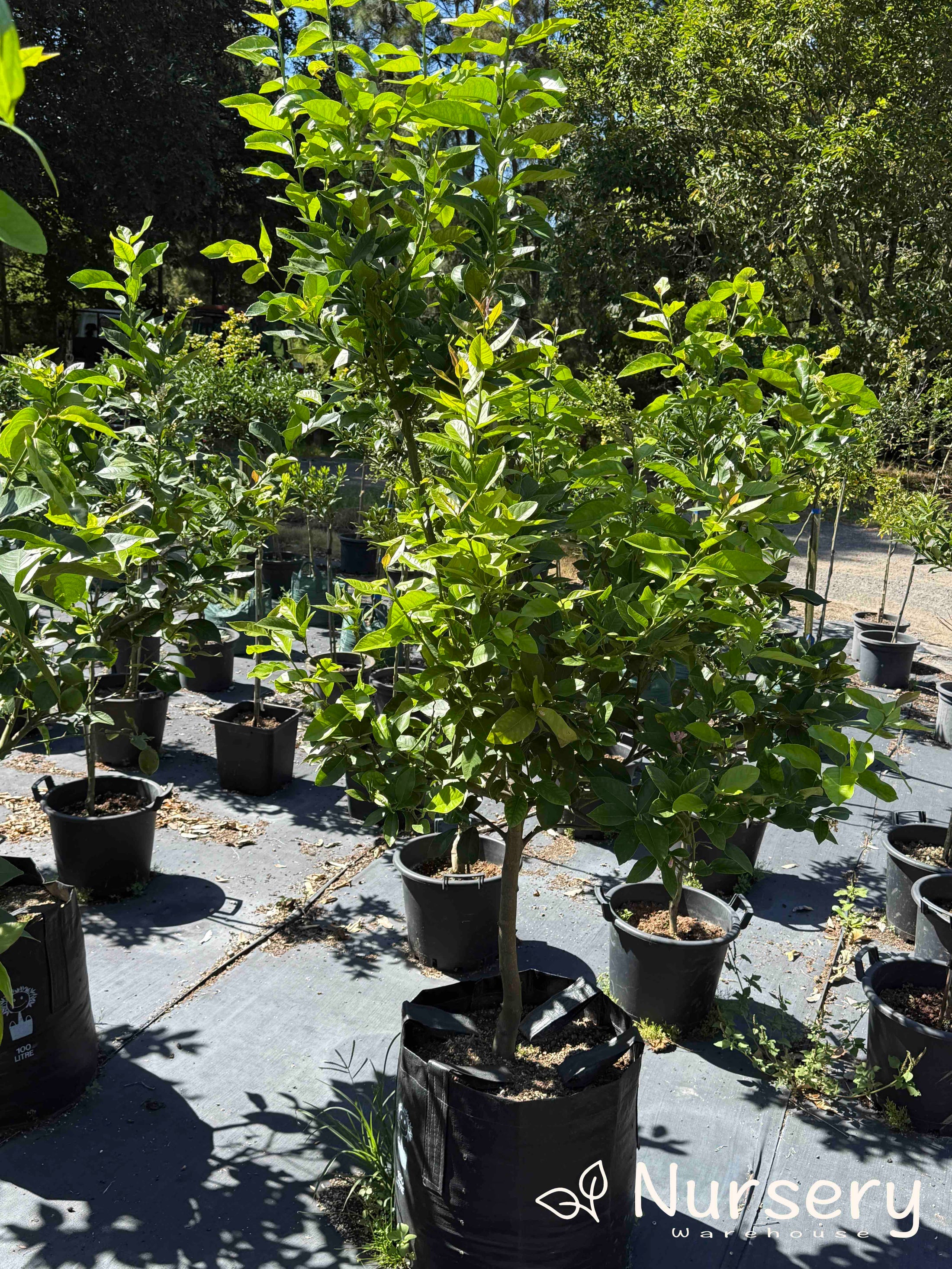 Lemon Tree Eureka – Evergreen Citrus Tree for Year-Round Lemons ...