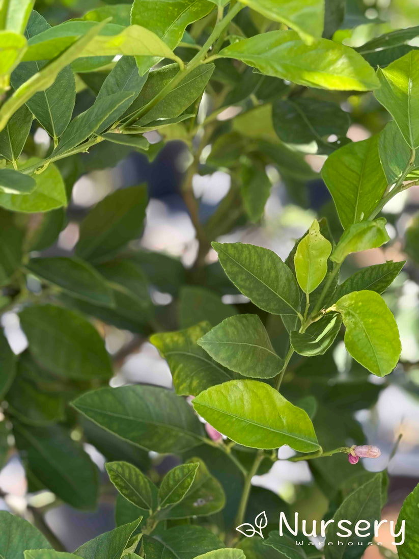 Lemon Tree Eureka – Evergreen Citrus Tree for Year-Round Lemons ...