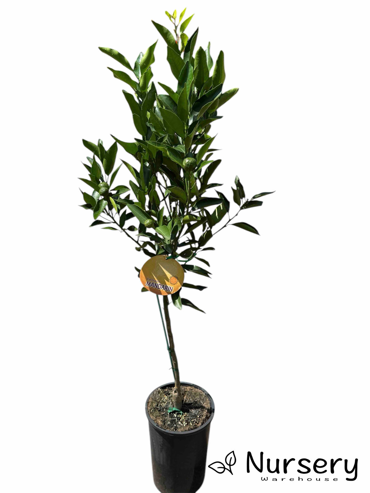 Emperor Mandarin – Sweet, Easy-to-Peel Fruit | Nursery Warehouse ...