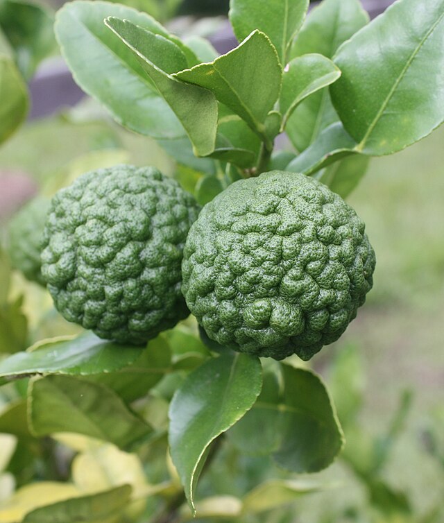Lime Kaffir – Aromatic Leaves & Edible Fruit | Nursery Warehouse ...