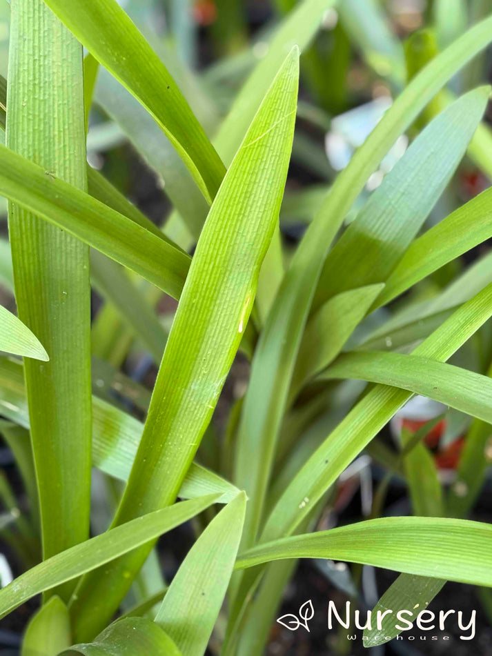 Bush Lily – Clivia Miniata with Vibrant Flowers | Nursery Warehouse ...