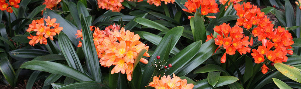 Clivia Hybrid – Colourful Shade-loving Perennial | Nursery Warehouse ...