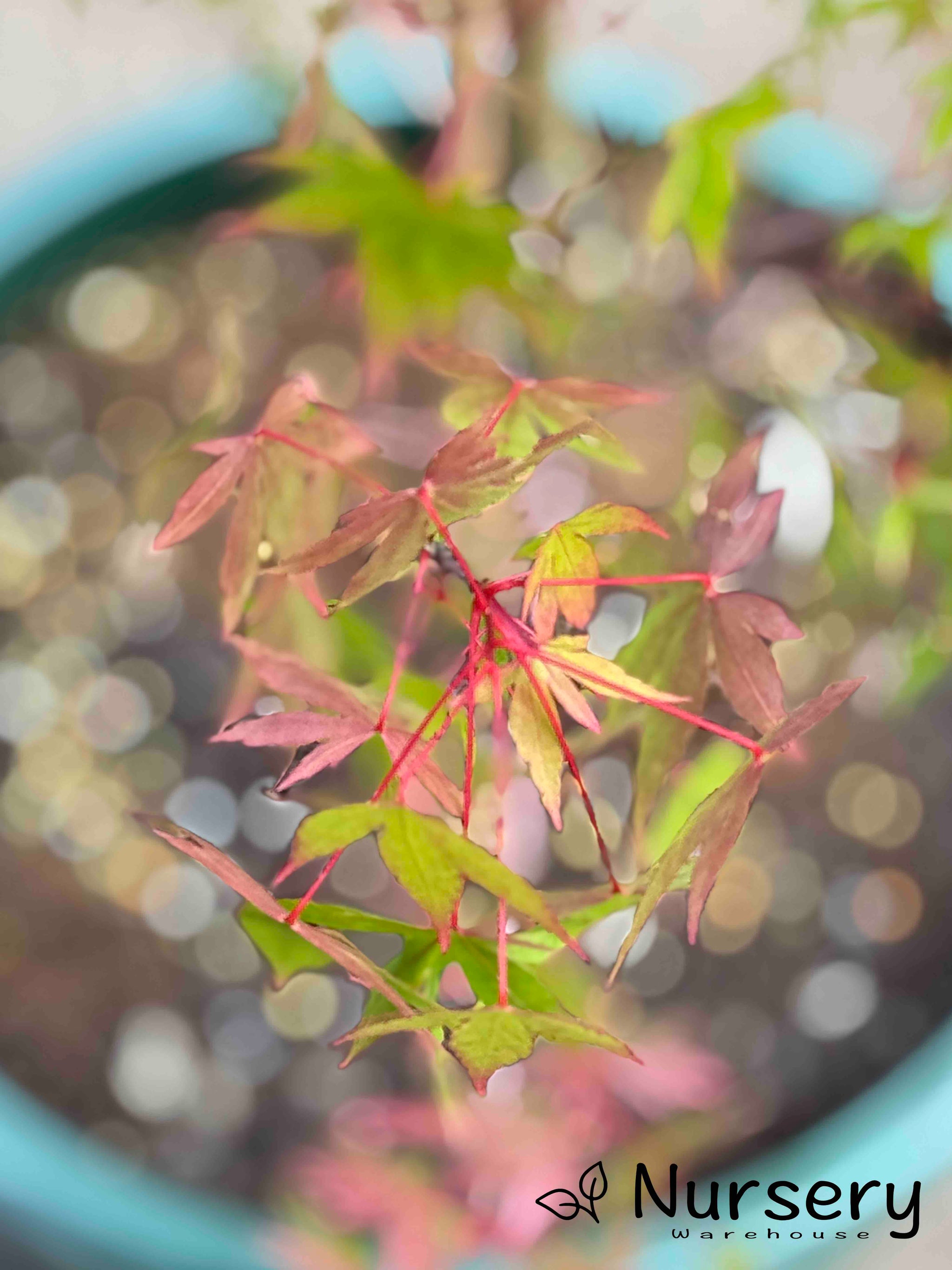 Coral Bark Japanese Maple – Vibrant Red Bark and Golden Leaves ...