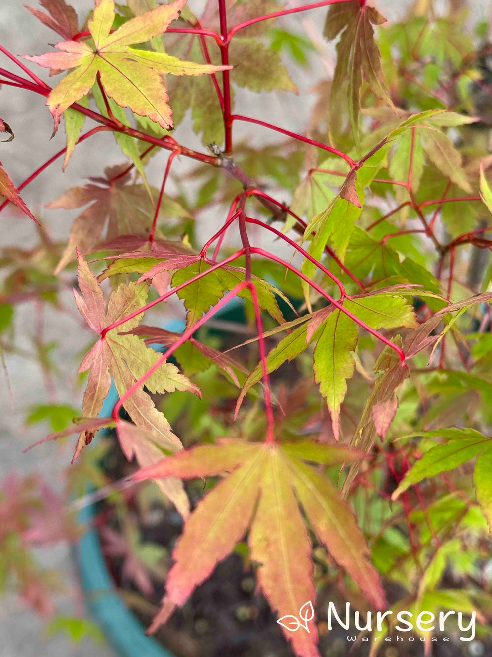 Coral Bark Japanese Maple – Vibrant Red Bark and Golden Leaves ...