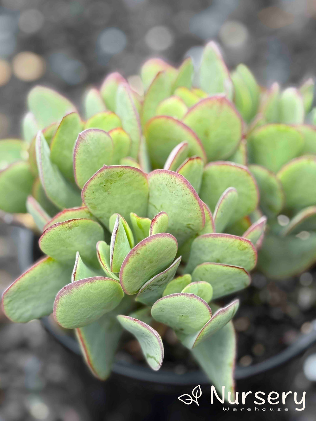 Succulents – Nursery Warehouse PTY LTD