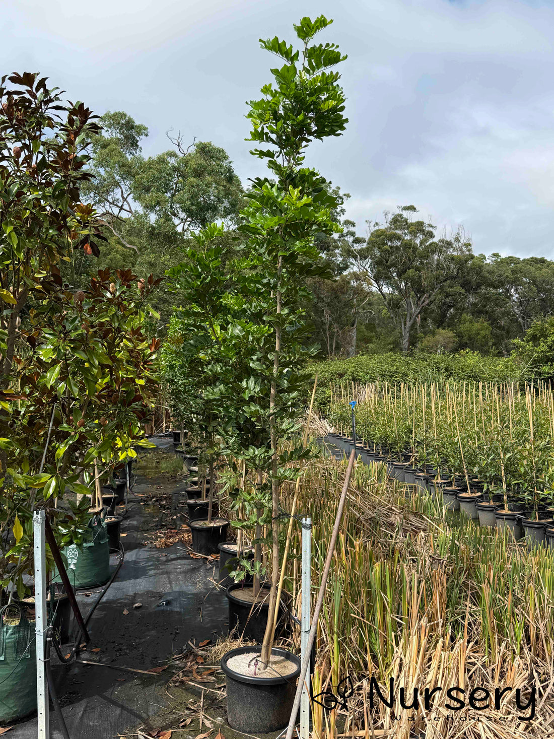 Cupaniopsis Tuckeroo – Colourful Tree with Red Fruits | Nursery ...