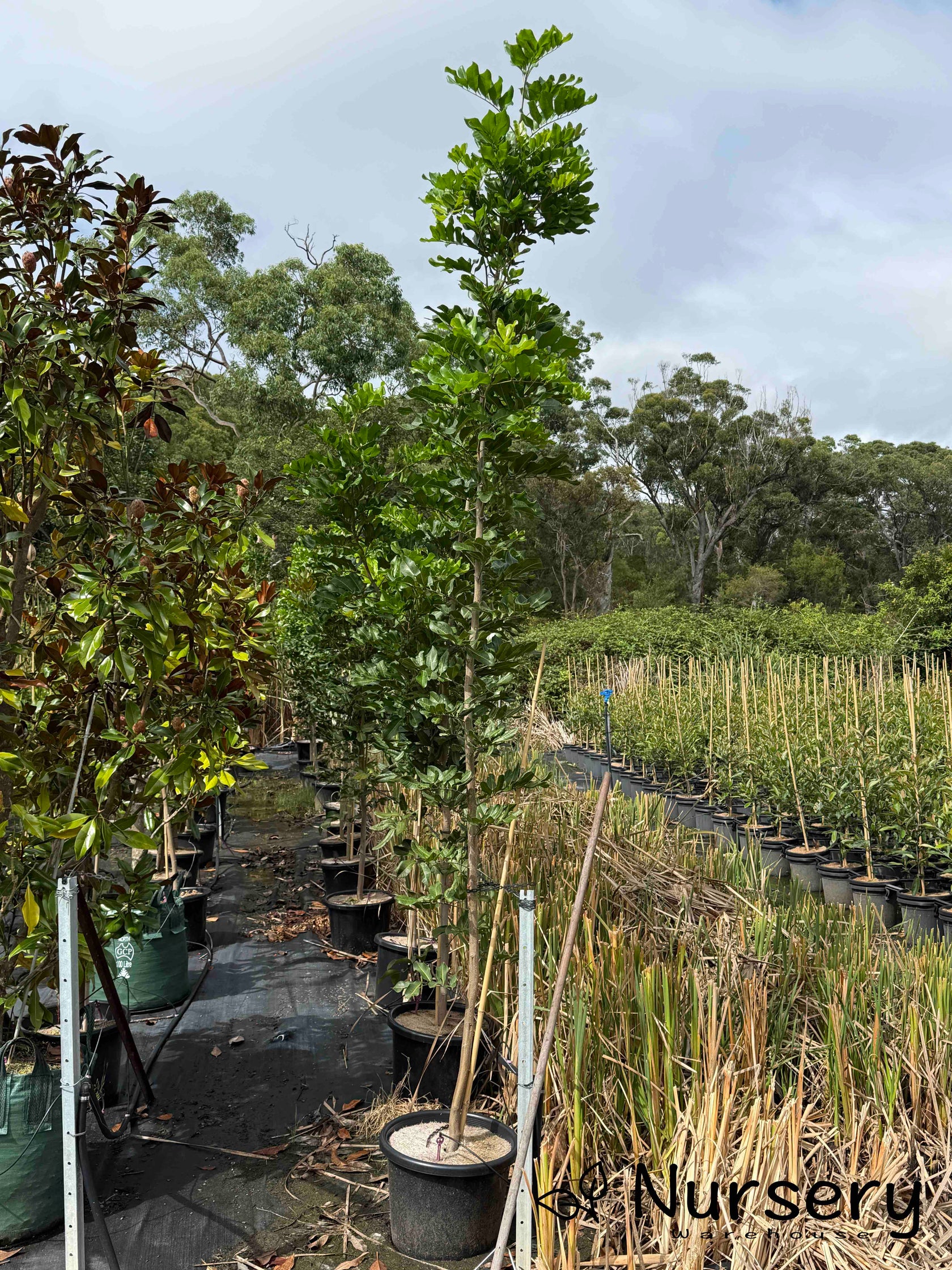 Cupaniopsis Tuckeroo – Colourful Tree with Red Fruits | Nursery ...