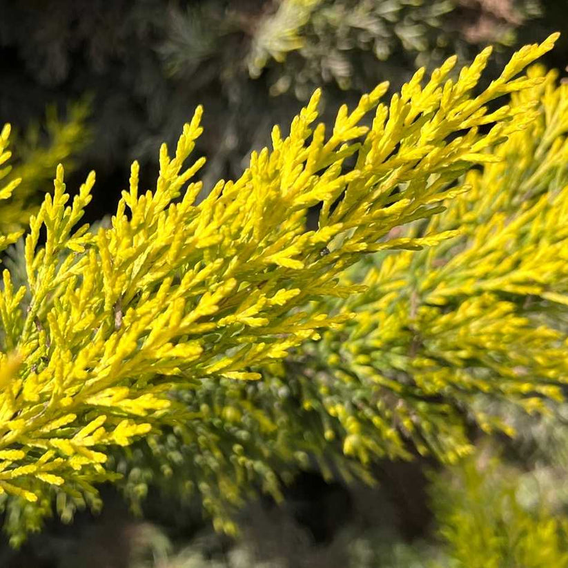 Lemon Scented Cypress – Golden Aromatic Conifer | Nursery Warehouse ...