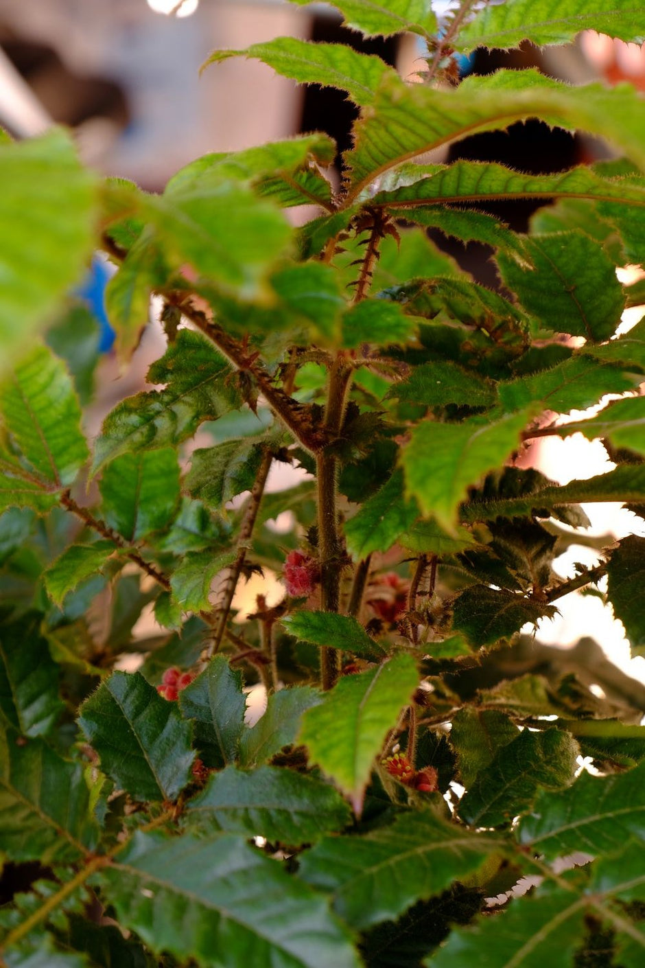 Fruit Trees – Page 9 – Nursery Warehouse PTY LTD