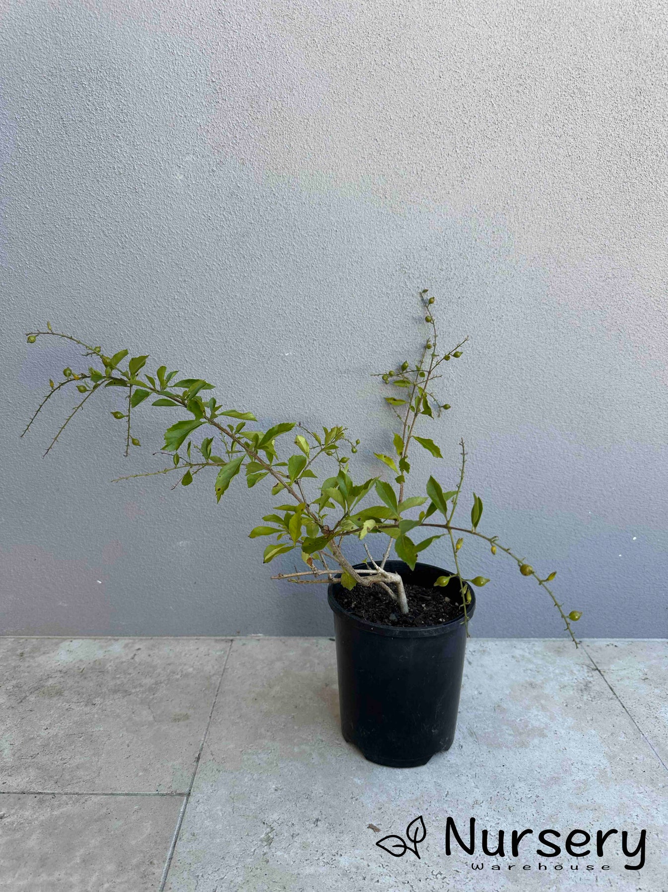 Duranta Geisha Girl – Cascading Purple-Blue Flowers | Nursery Warehouse ...