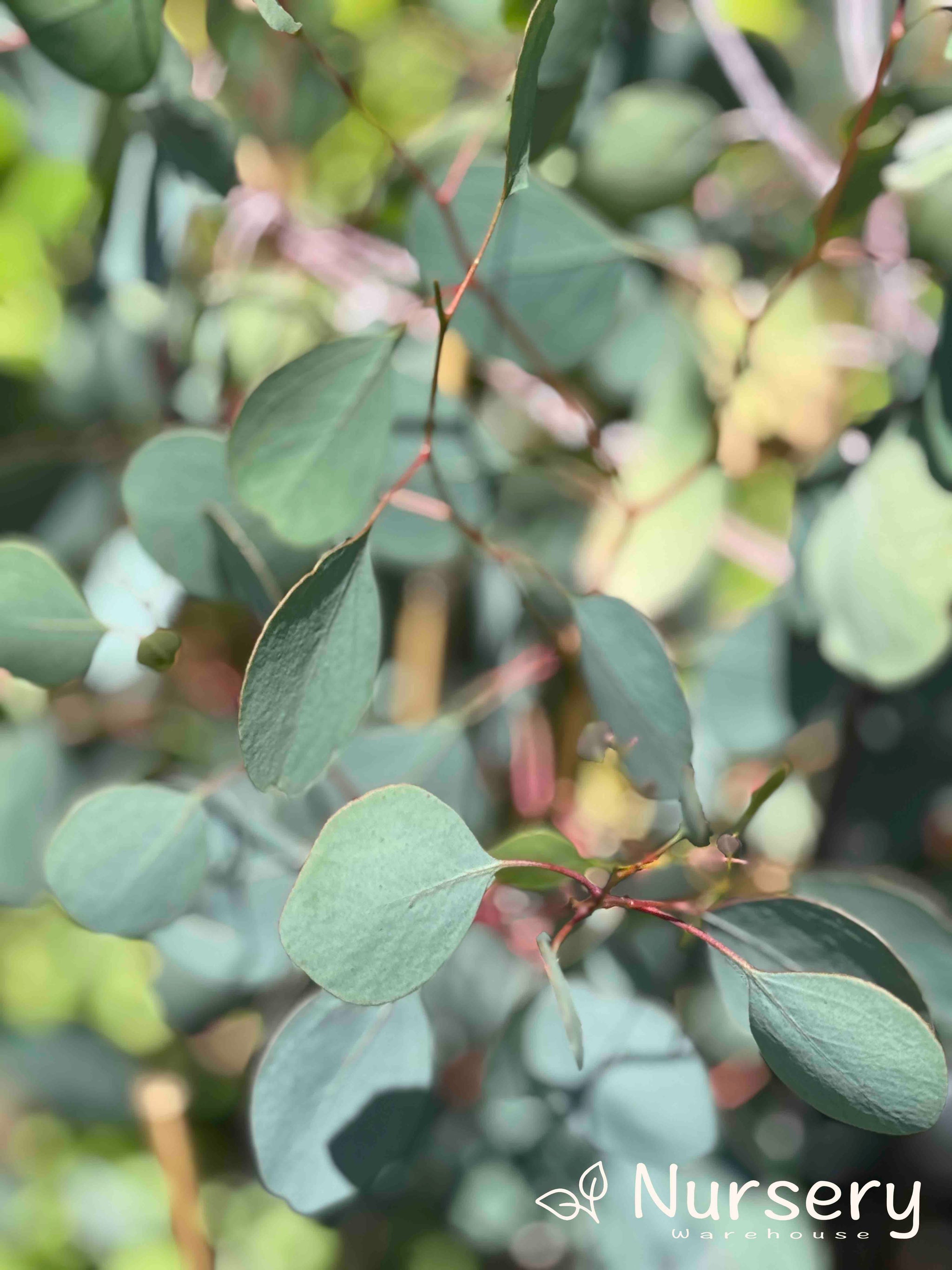 Red Box – Silvery Blue Foliage | Nursery Warehouse – Nursery Warehouse ...