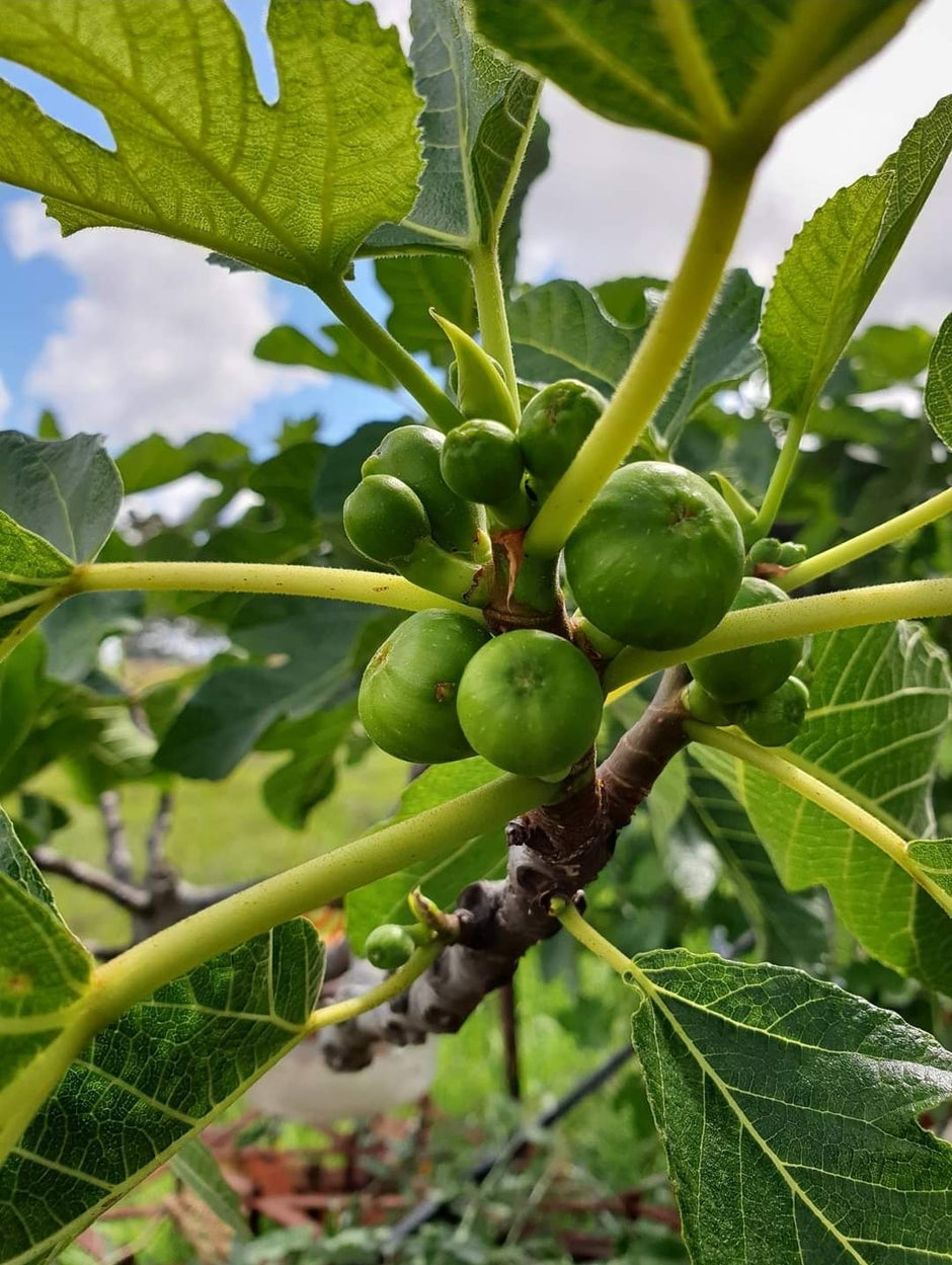 Fruit Trees – Page 3 – Nursery Warehouse PTY LTD