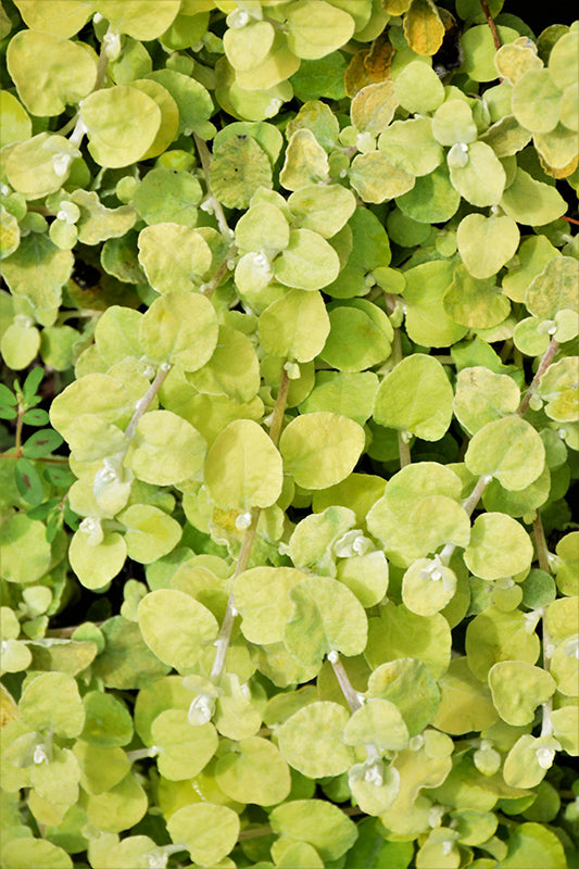 Lemon Licorice Plant – Aromatic Silver Foliage | Nursery Warehouse ...