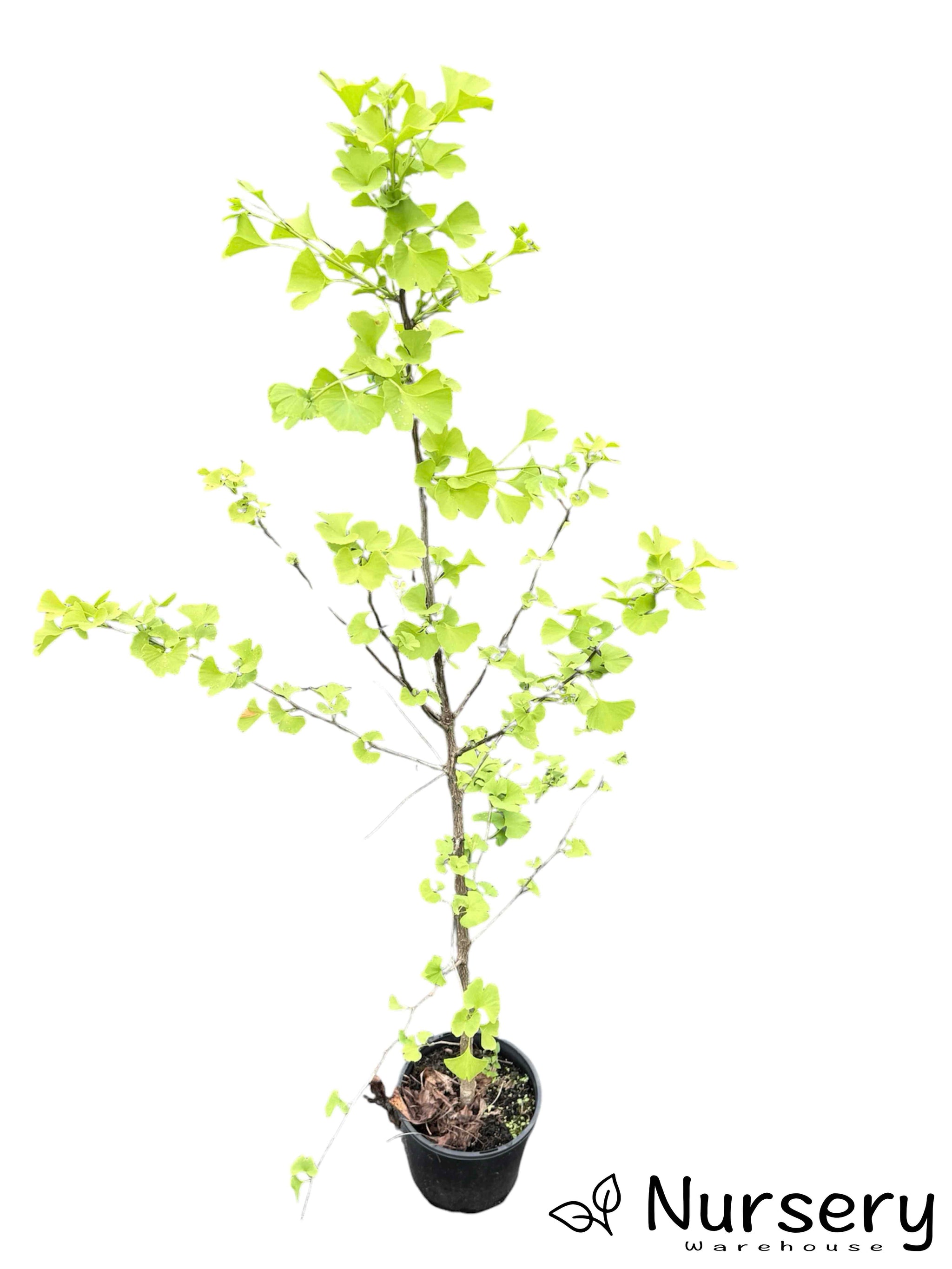 Maidenhair Tree – Ancient Beauty with Stunning Autumn Colour | Nursery ...