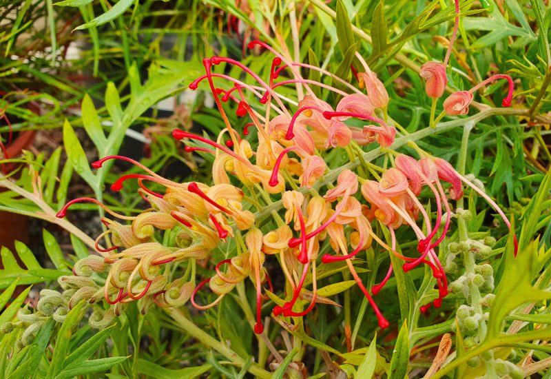 Grevillea Loopy Lou – Colourful Native Shrub | Nursery Warehouse ...