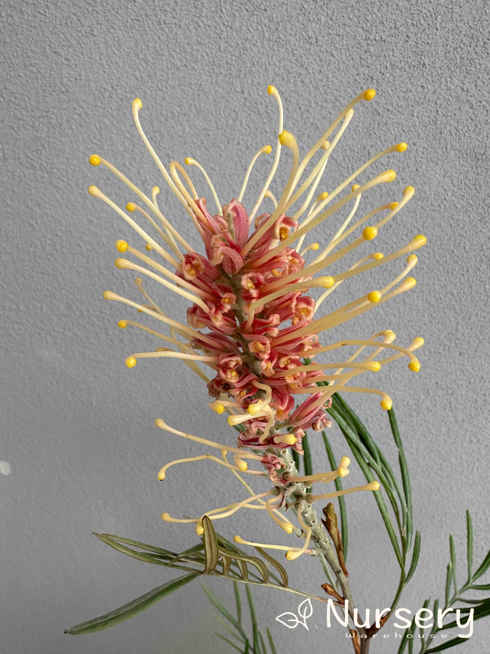 Grevillea Kay Williams (Kay Williams Grevillea) – Red and Yellow ...