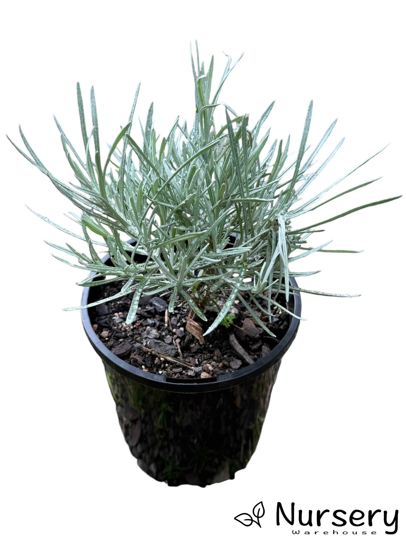 Curry Plant – Aromatic Evergreen Shrub | Nursery Warehouse – Nursery ...