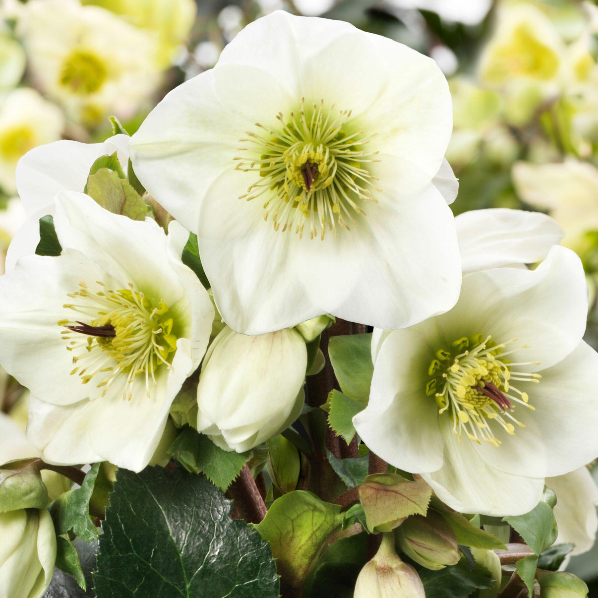 Helleborus × Glandorfensis ‘Ice N’ Roses® White’ (Lenten Rose ...