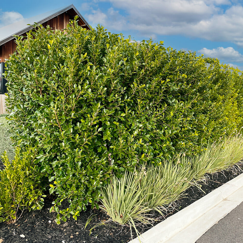 Ficus Microcarpa Hillii – Fast-Growing Evergreen for Hedging | Nursery ...