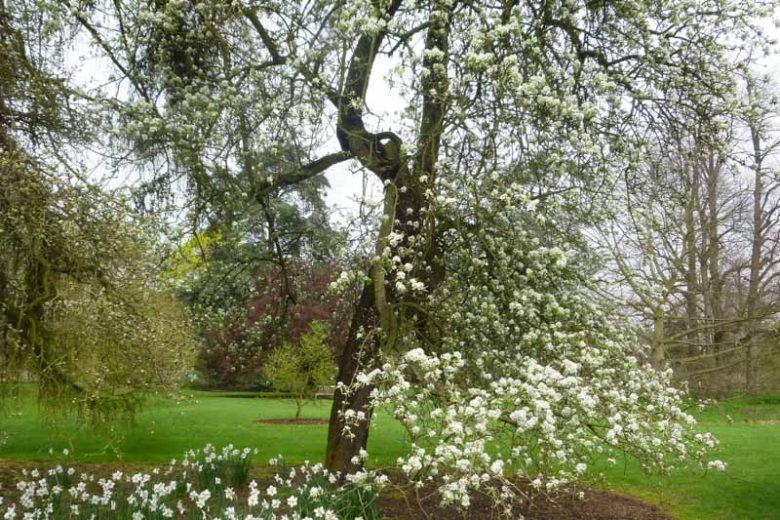 Snow Pear – Silvery Foliage & Seasonal Beauty | Nursery Warehouse ...