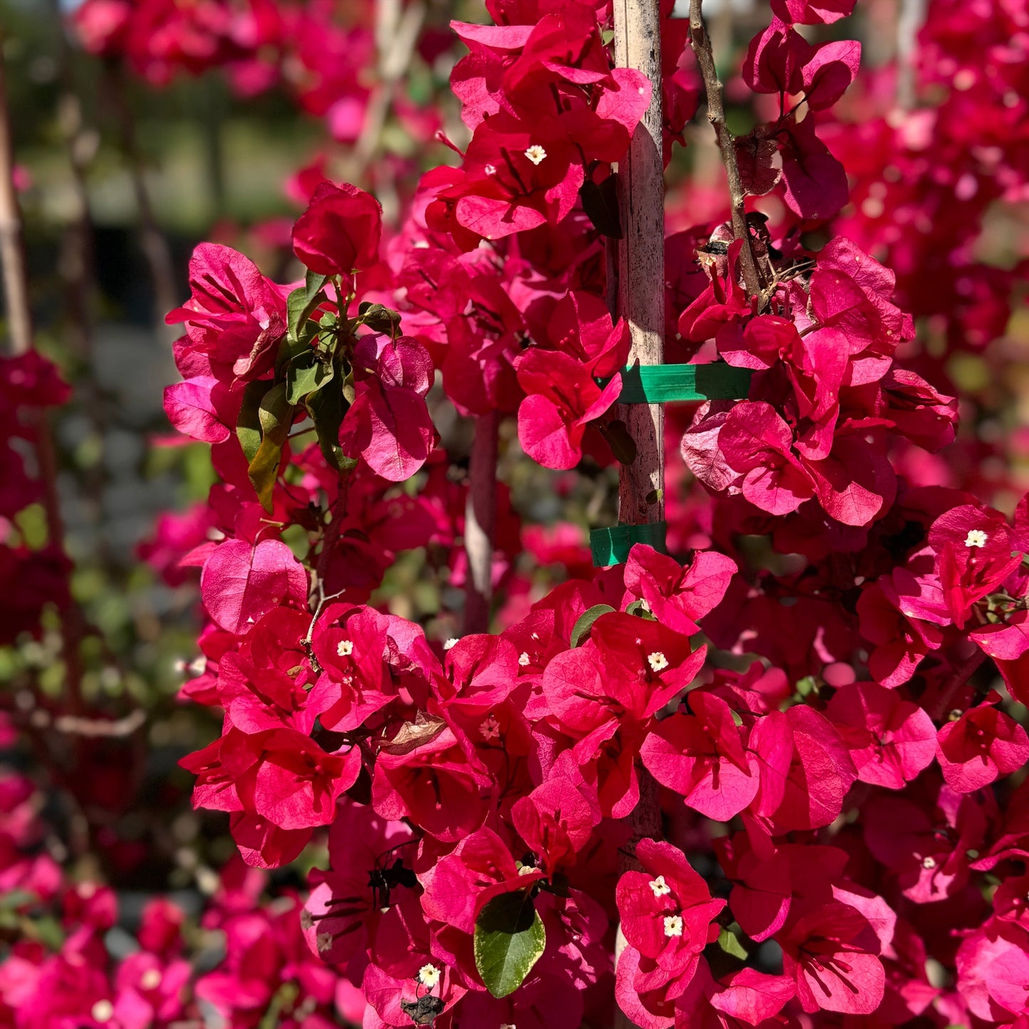 Bougainvillea Glabra (Red Dragon™ Red Zed) – Stunning Red Climber ...