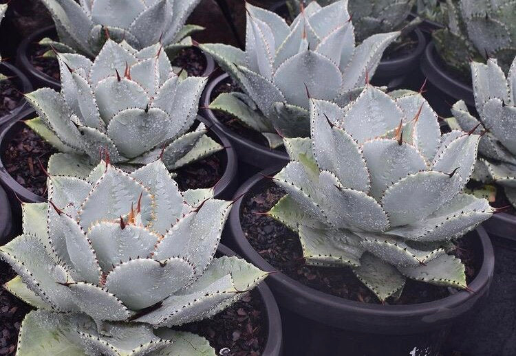 Dragon Toes Agave – Small Succulent with Spiky Foliage | Nursery ...
