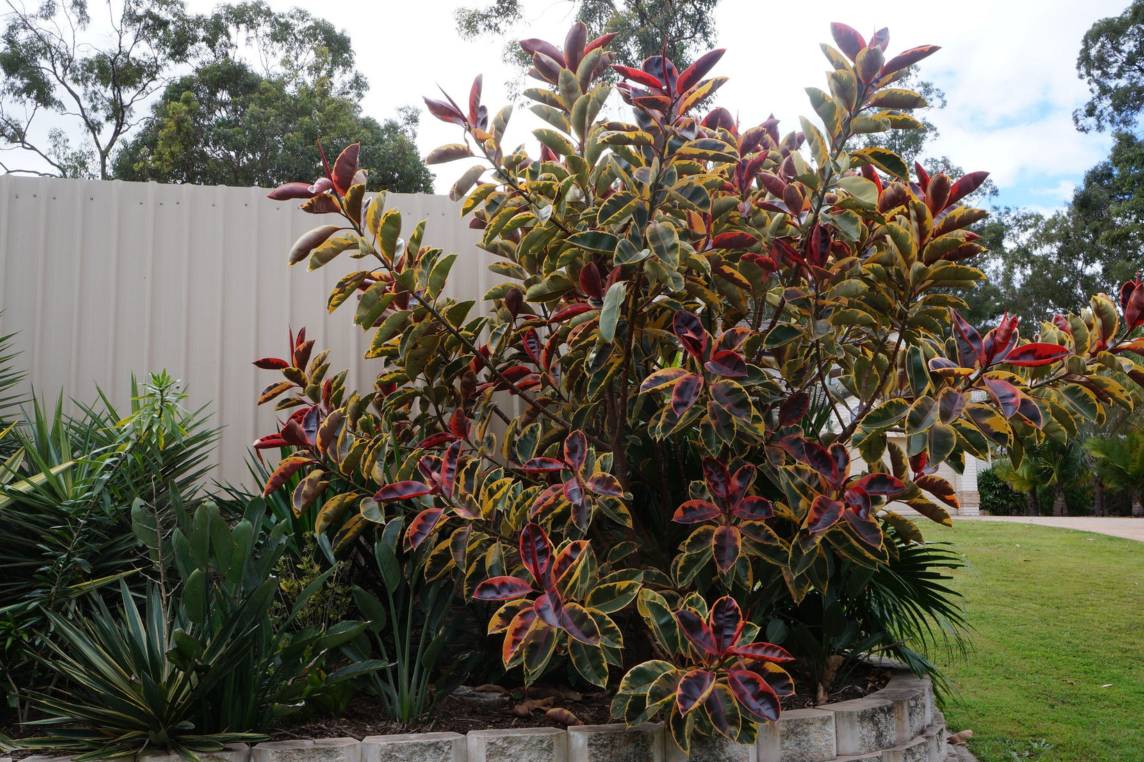 Ruby Rubber Plant – Variegated Pink and Green Foliage | Nursery ...