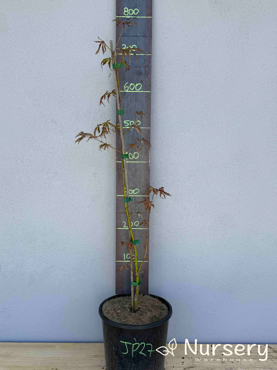 Japanese Maples – Nursery Warehouse PTY LTD