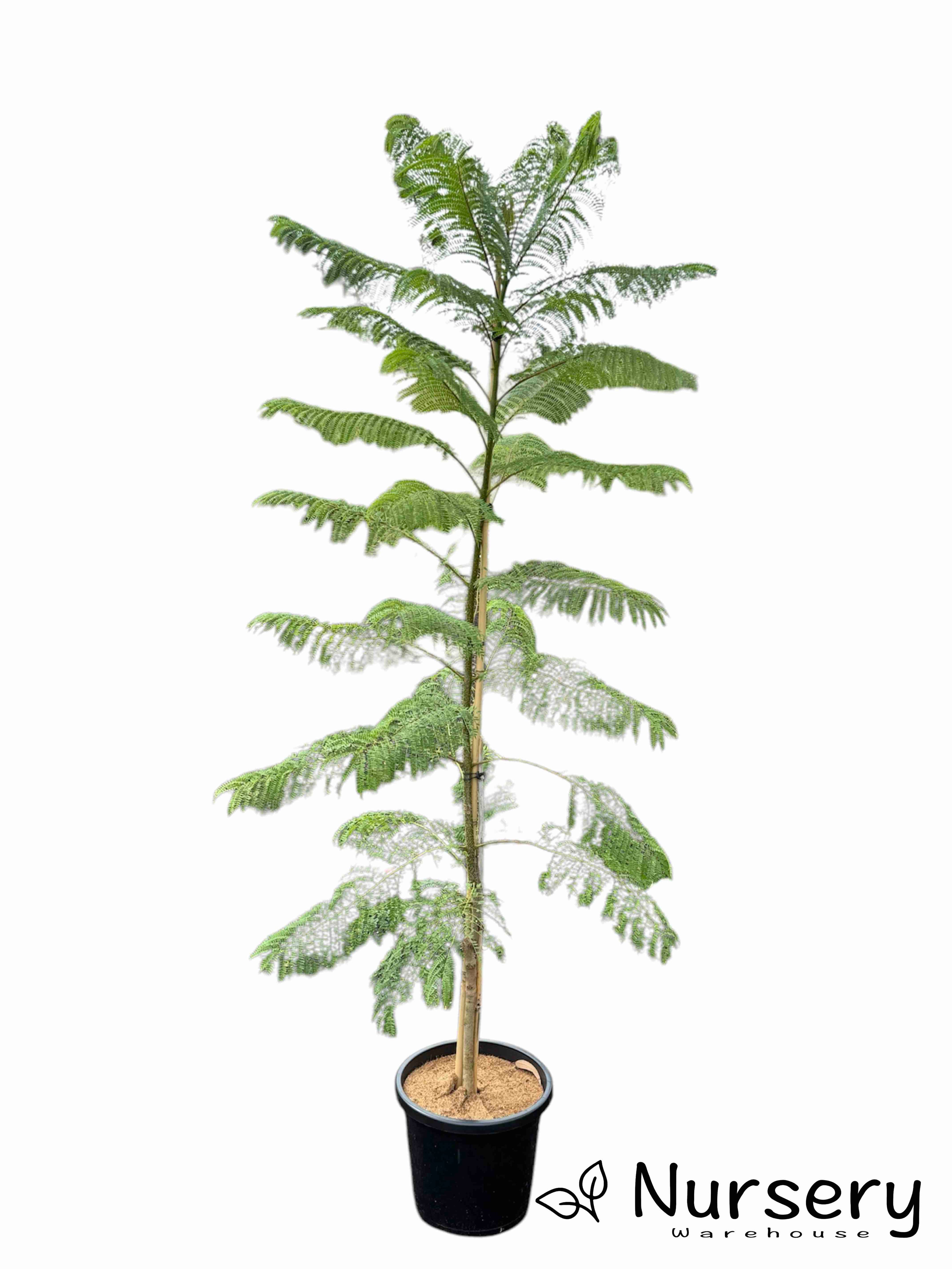 Jacaranda Tree - Stunning Lavender Flowers | Nursery Warehouse – Nursery Warehouse PTY LTD