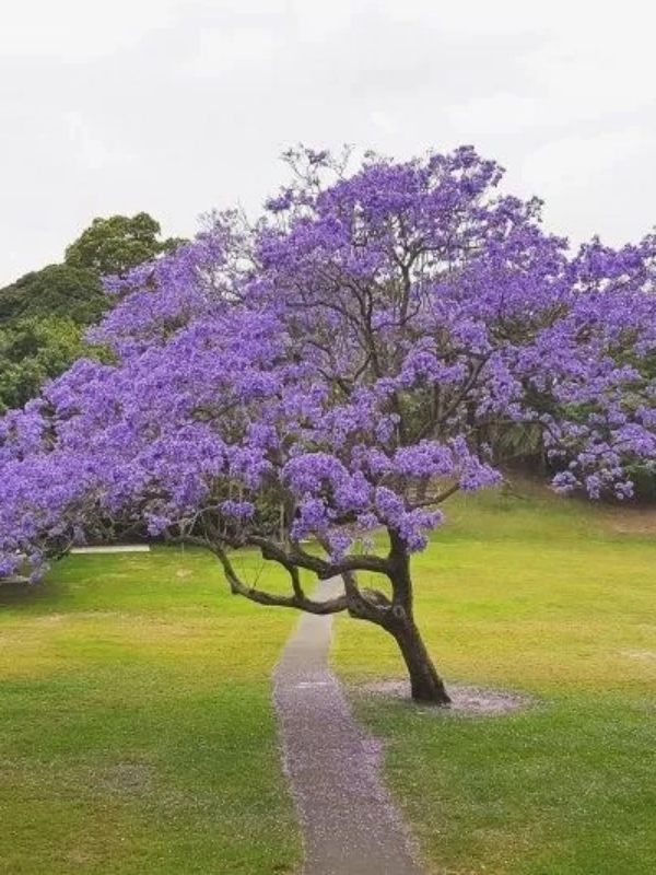 Jacaranda Tree - Stunning Lavender Flowers | Nursery Warehouse – Nursery Warehouse PTY LTD