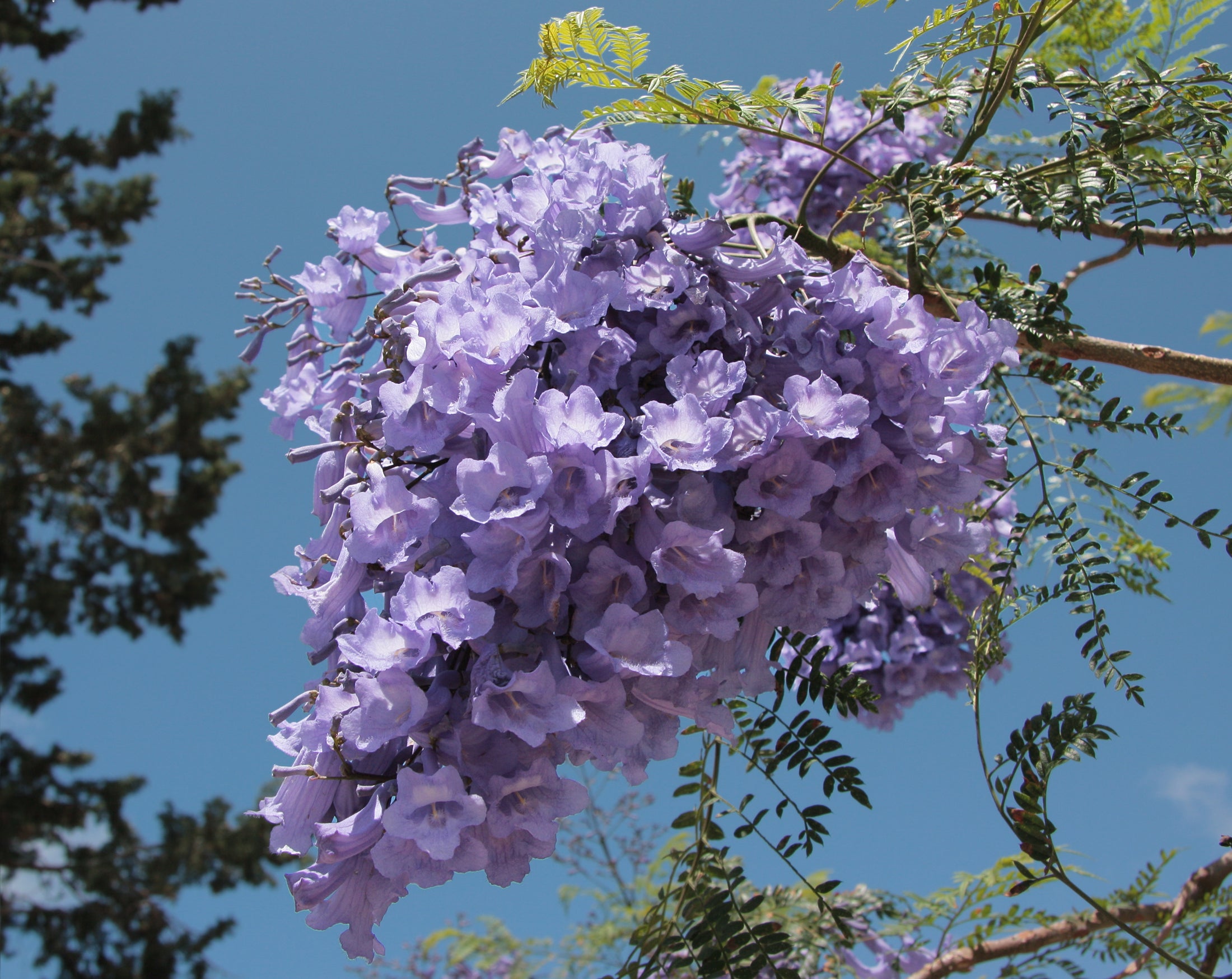 Jacaranda Tree - Stunning Lavender Flowers | Nursery Warehouse – Nursery Warehouse PTY LTD