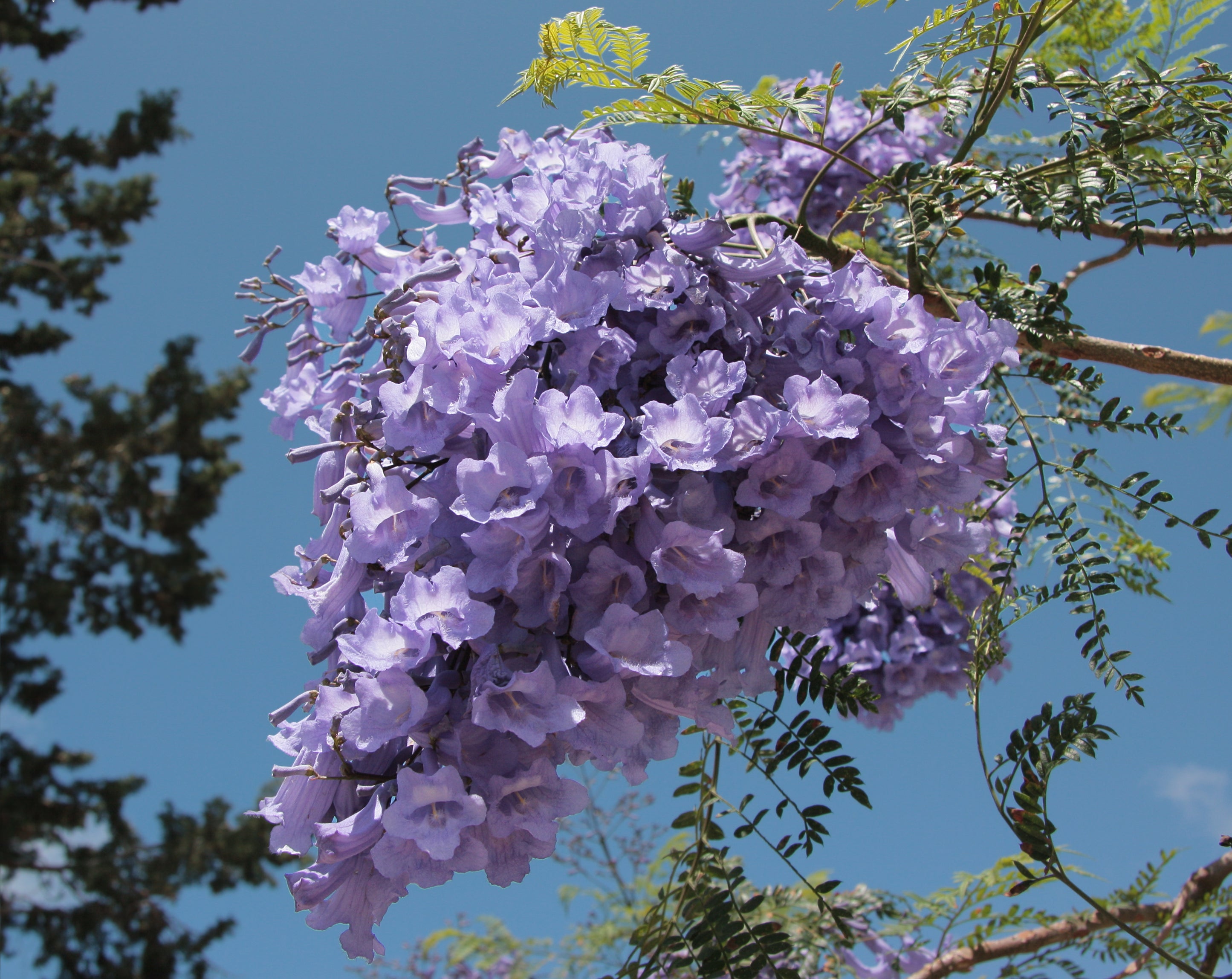 Jacaranda Tree - Stunning Lavender Flowers | Nursery Warehouse ...
