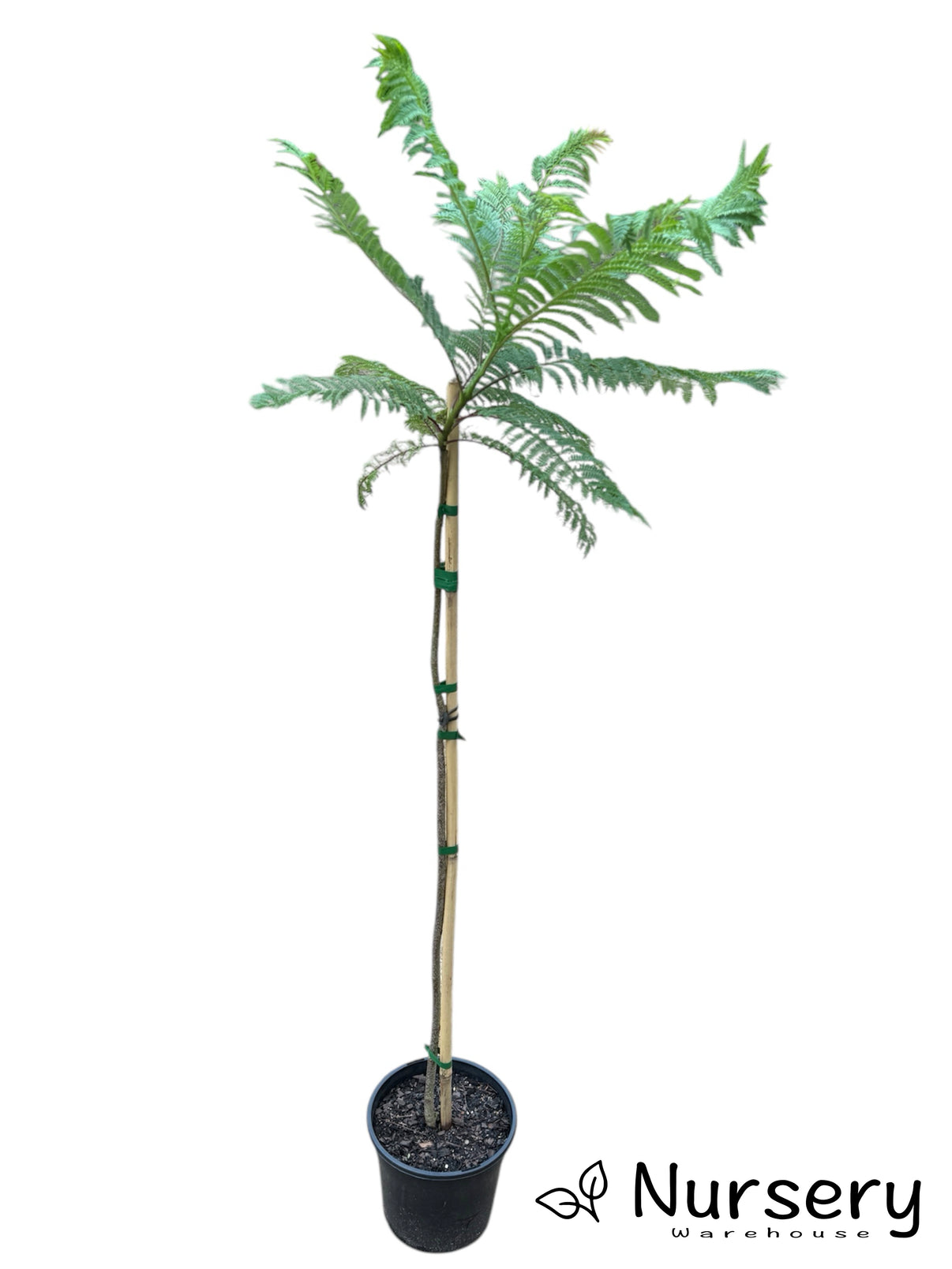 Jacaranda Tree - Stunning Lavender Flowers | Nursery Warehouse ...