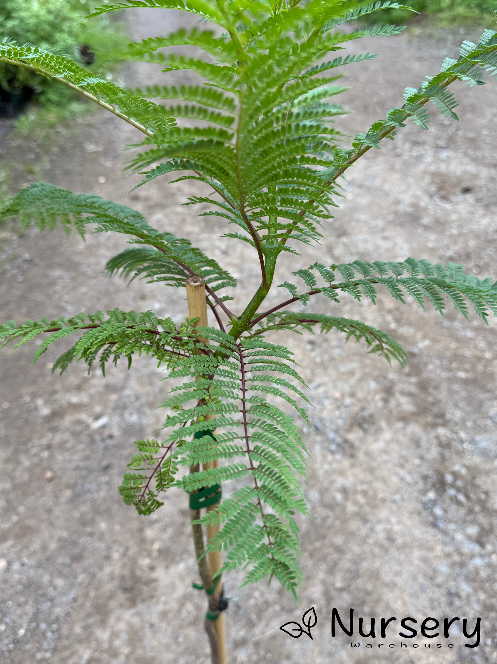 Jacaranda Tree - Stunning Lavender Flowers | Nursery Warehouse ...