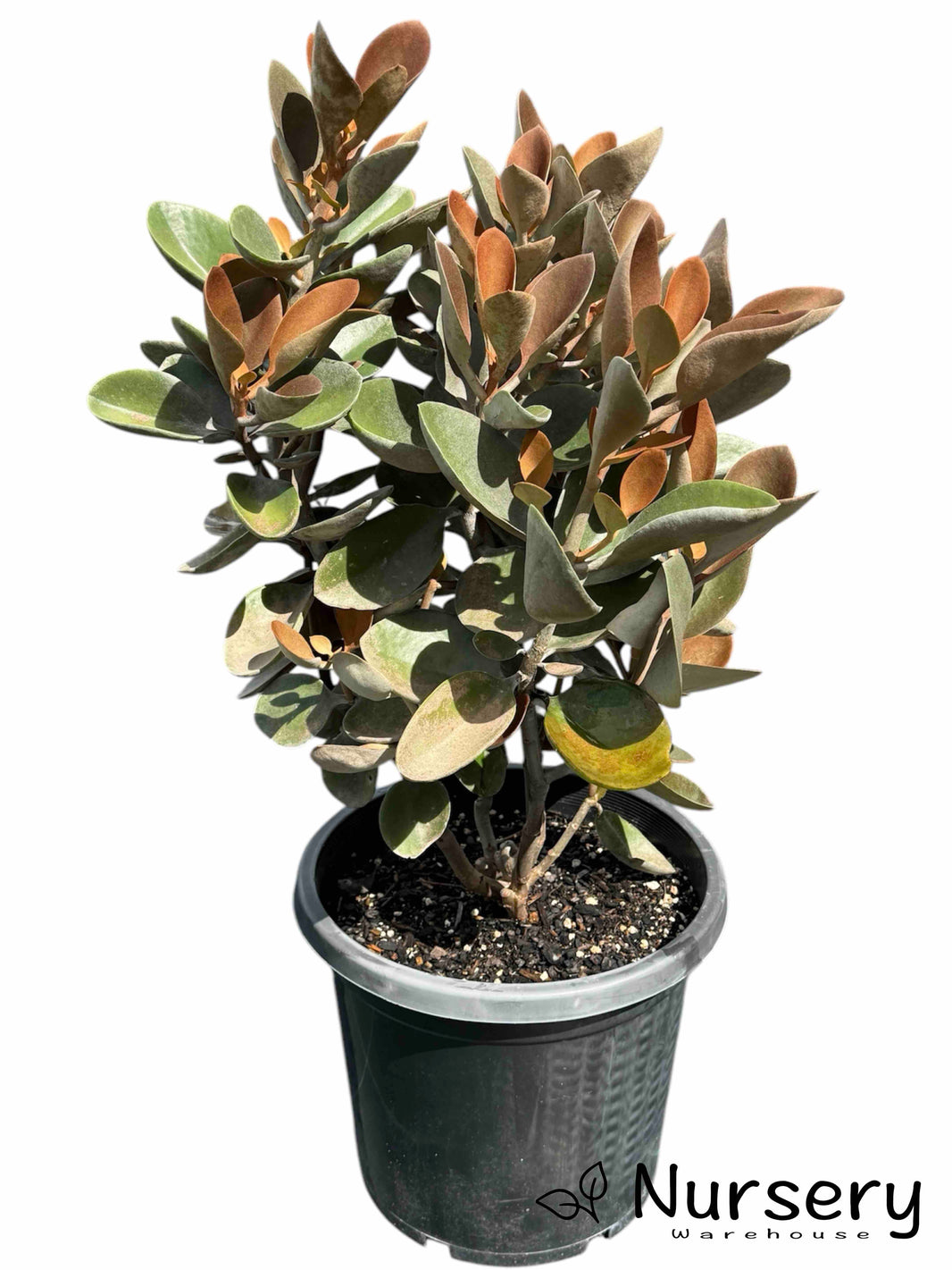 Succulents – Nursery Warehouse PTY LTD
