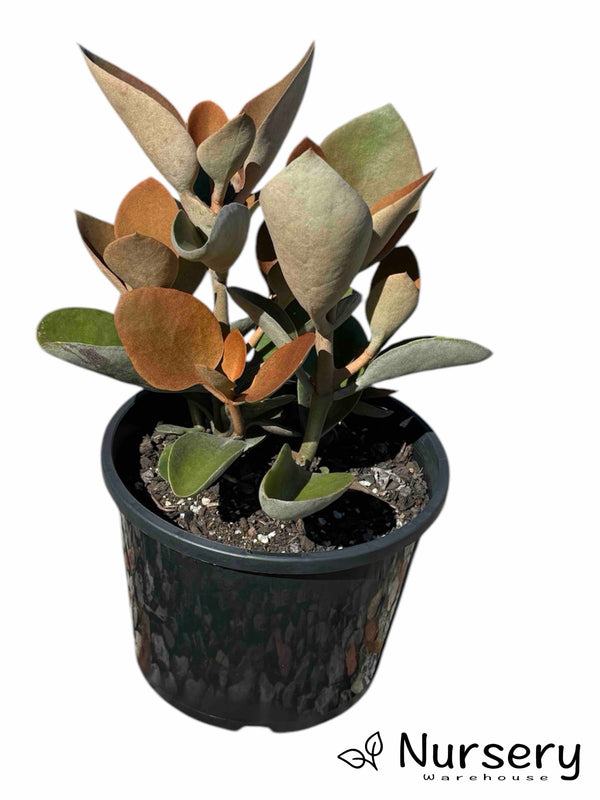 Copper Spoons – Unique Succulent with Copper Leaves | Nursery Warehouse ...