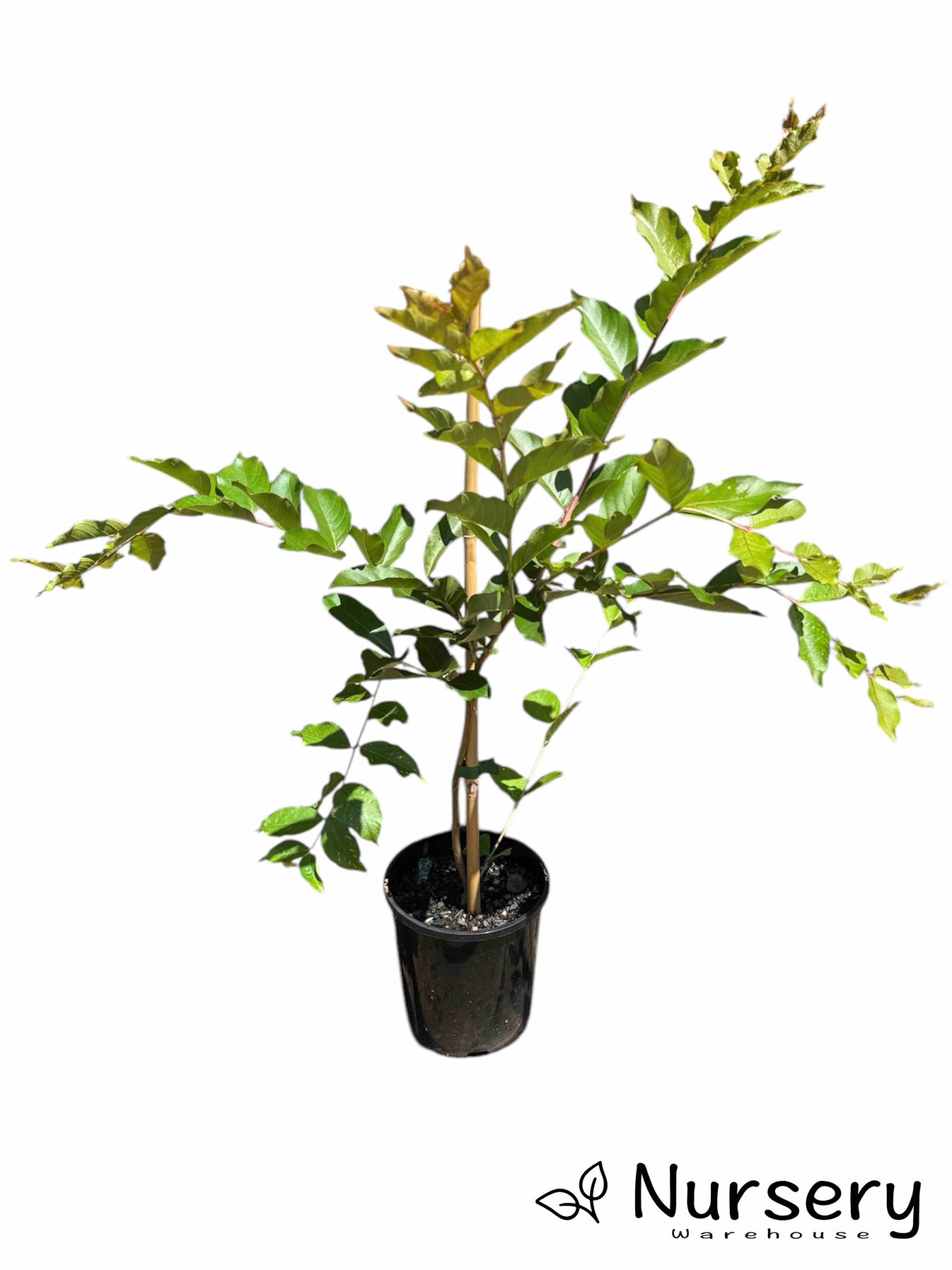 Natchez Crepe Myrtle – Elegant White Blooms & Year-Round Interest ...