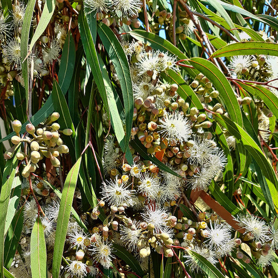 Corymbia Citriodora 'Scentuous' – Fragrant Dwarf Gum | Nursery ...