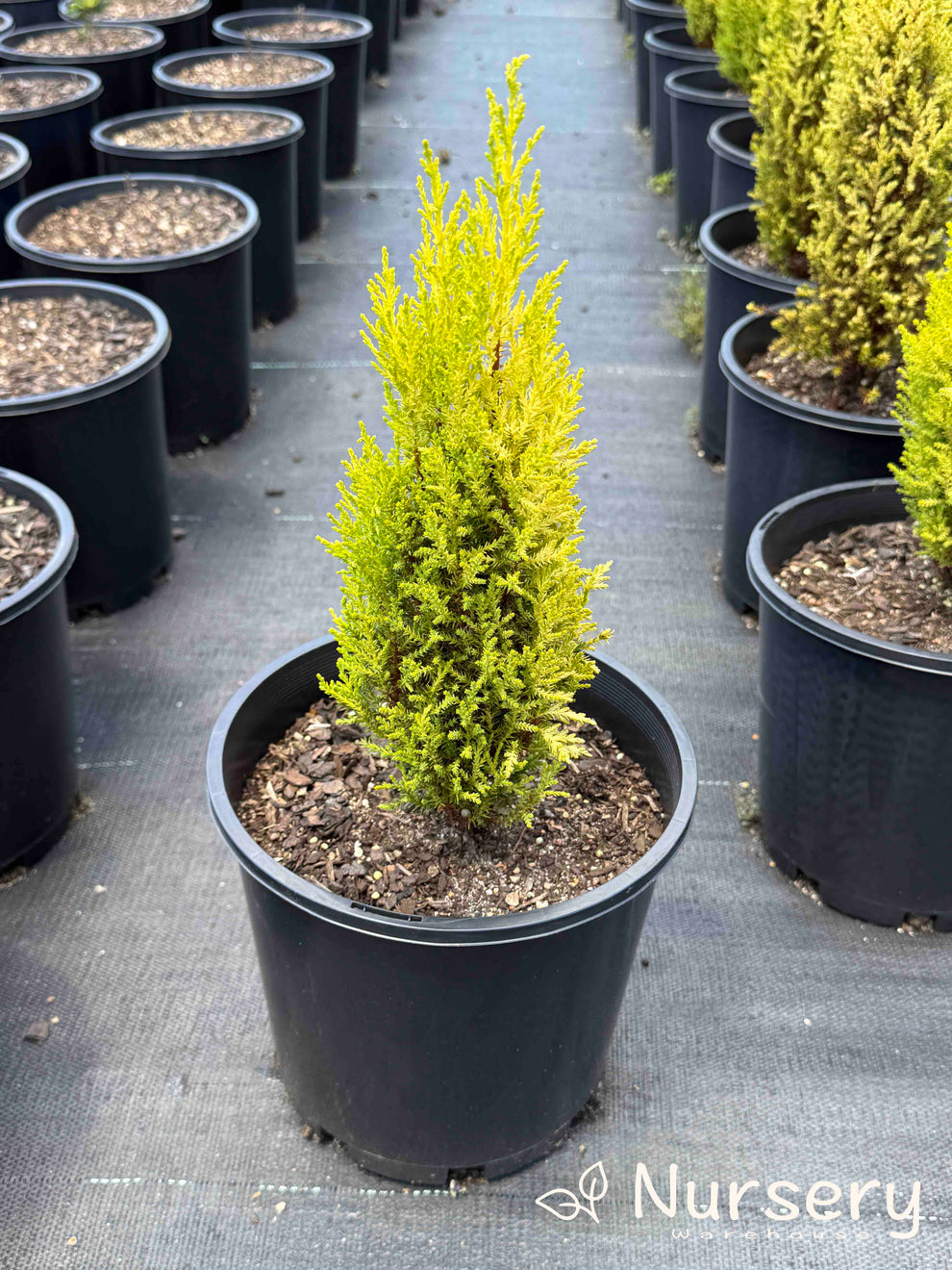 Lemon Scented Cypress – Golden Aromatic Conifer | Nursery Warehouse ...