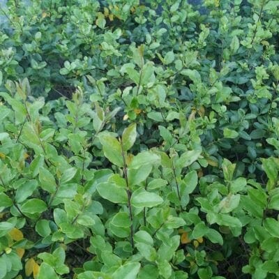 Ligustrum Undulatum (Box-Leaved Privet) – Hardy, Compact Shrub for ...