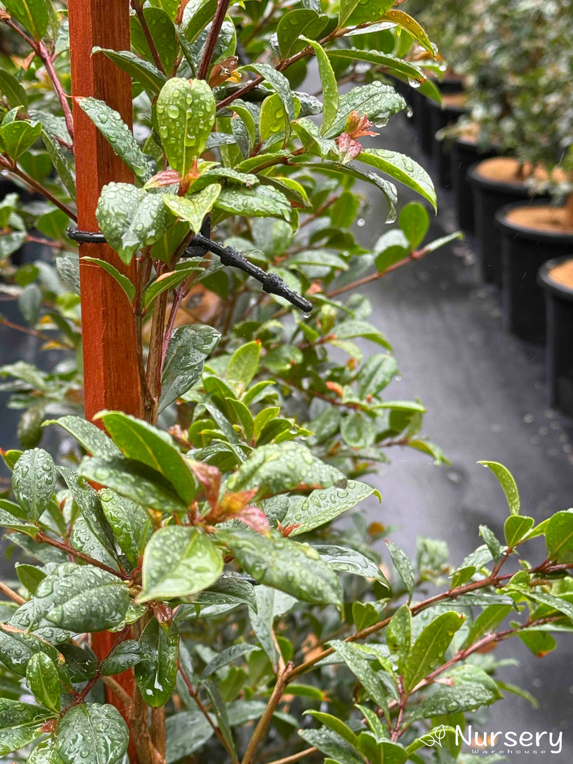 Lilly Pilly – Hardy Hedging Plant | Nursery Warehouse – Nursery ...