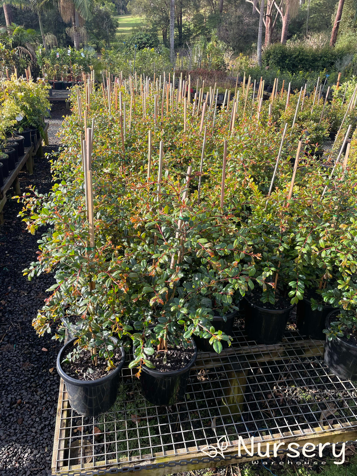 Lilly Pilly – Hardy Hedging Plant | Nursery Warehouse – Nursery ...