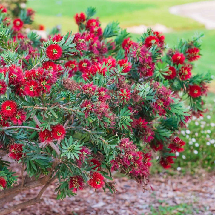 Callistemon (Bottlebrush) – Vibrant & Hardy Australian Native | Nursery ...
