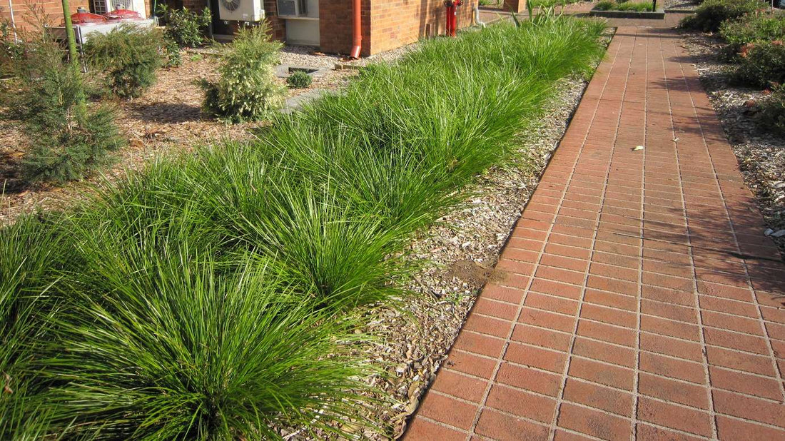 Lomandra 'Tanika' – Hardy, Low Maintenance Plant for Borders and ...