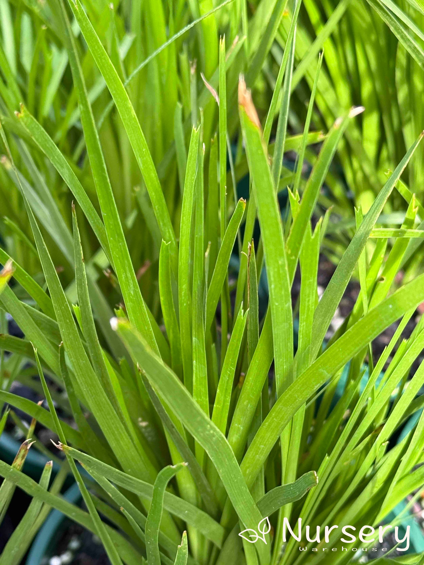 Lomandra Lime Tuff – Hardy Grass with Lime Foliage | Nursery Warehouse ...